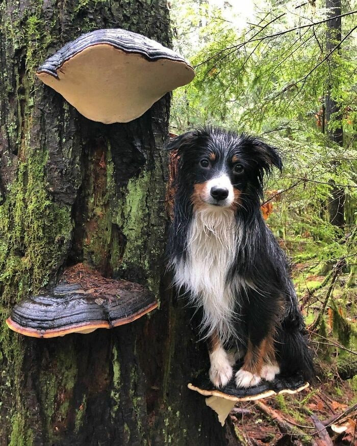 Functional Mushrooms for Pets: Unlocking Nature’s Paw-fect Secrets ...